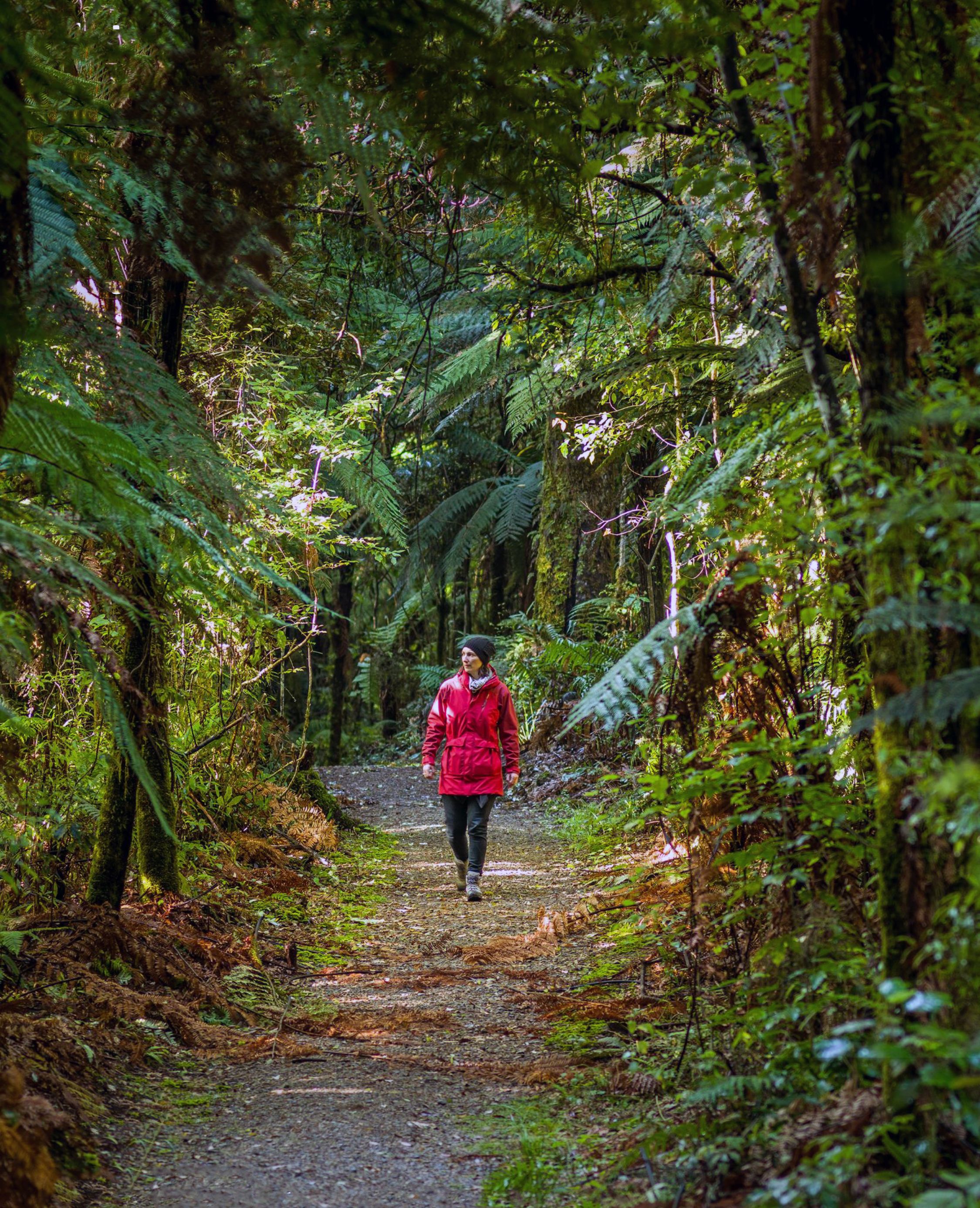 Health benefits come from being in forests | Waikanae Watch
