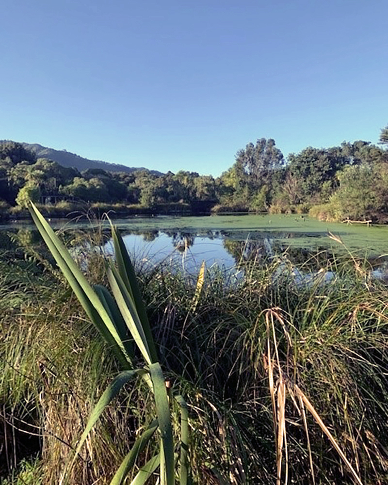 Ngā Manu Nature Reserve marks its 50th anniversary | Waikanae Watch