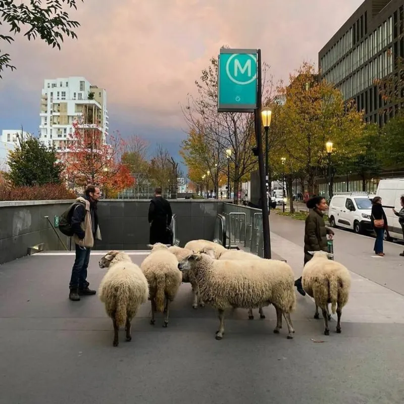 ‘We identify as sheep’ | Waikanae Watch