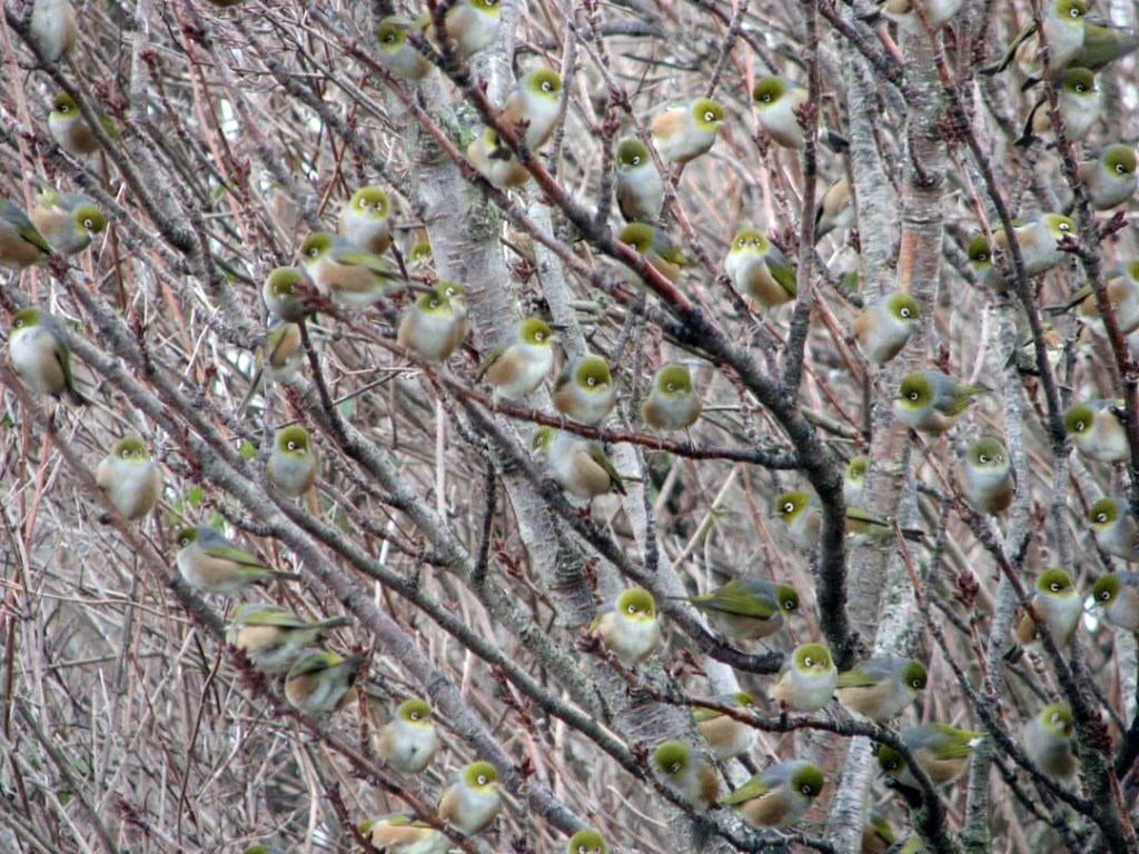 a tree full of Tauhou (silvereyes) | Waikanae Watch