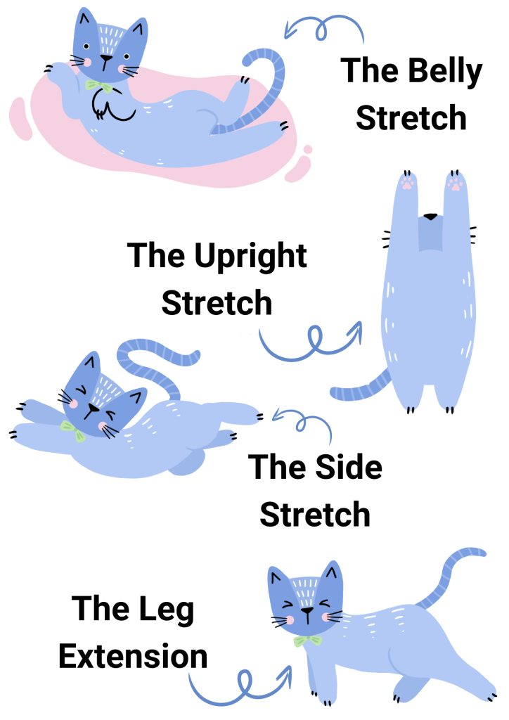 cat stretches that may be useful for humans, too | Waikanae Watch