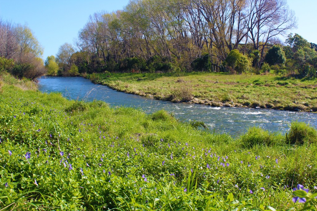 periwinkle by the Waikanae River | Waikanae Watch