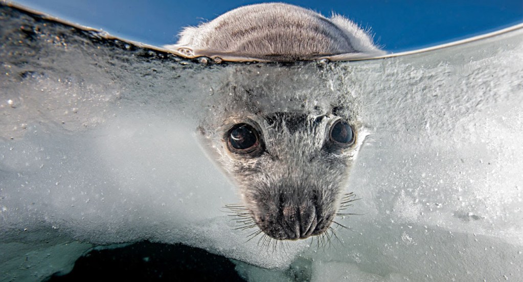 a cute feelgood animal pic | Waikanae Watch