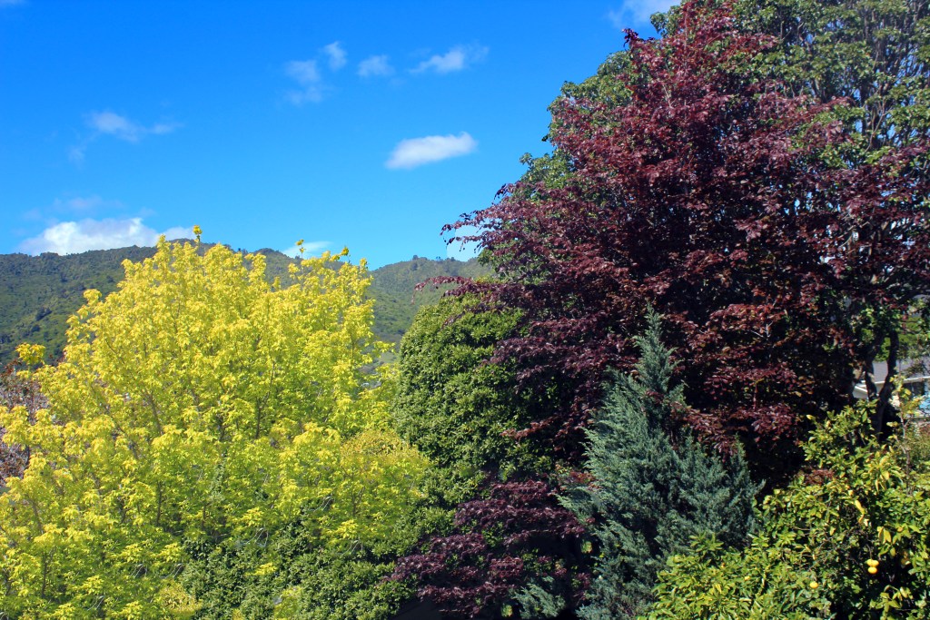 different tree heights, colours and textures | Waikanae Watch