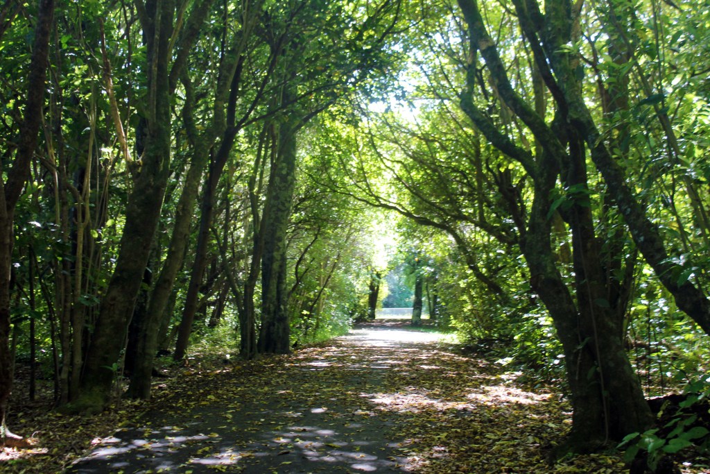 Russell Reserve woody path | Waikanae Watch