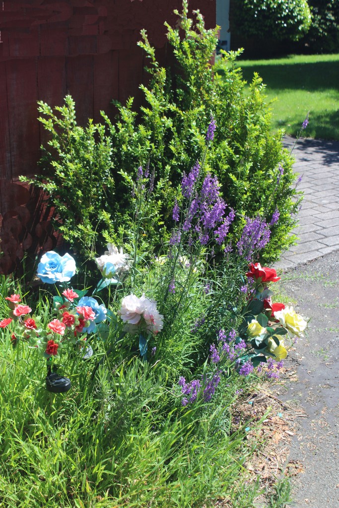 Spring flower patch | Waikanae Watch