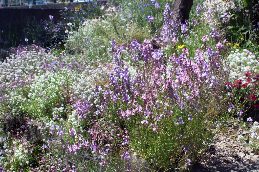 spring flower patch at Coastlands | Waikanae Watch