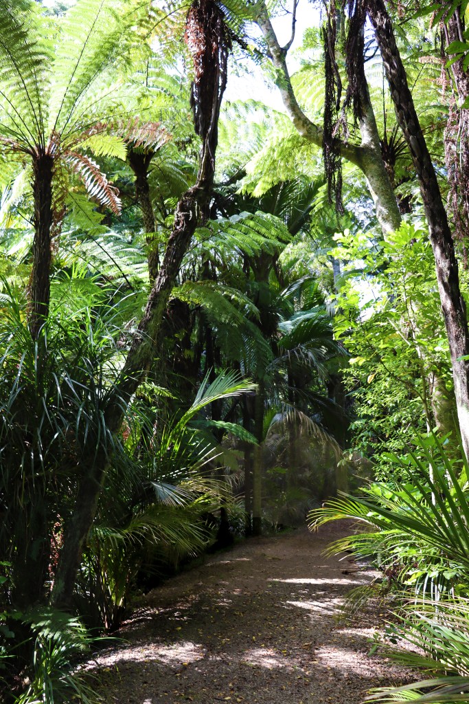 Southwards bush path scene | Waikanae Watch