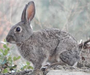 more rabbit culling by shooting in Waikanae | Waikanae Watch