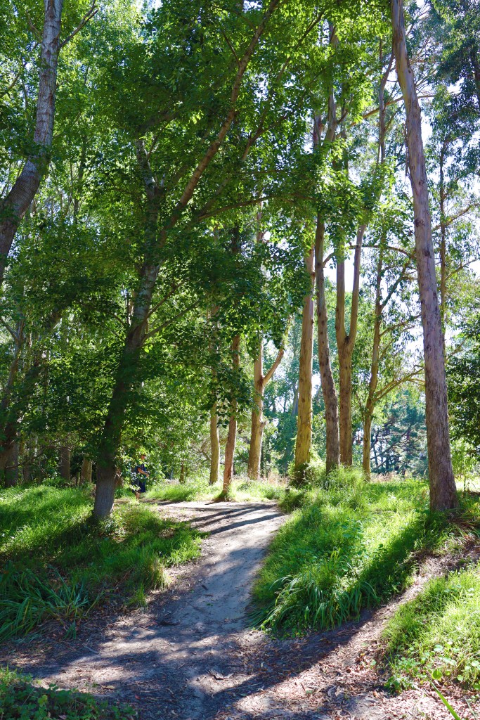 Pukekawa Park view | Waikanae Watch