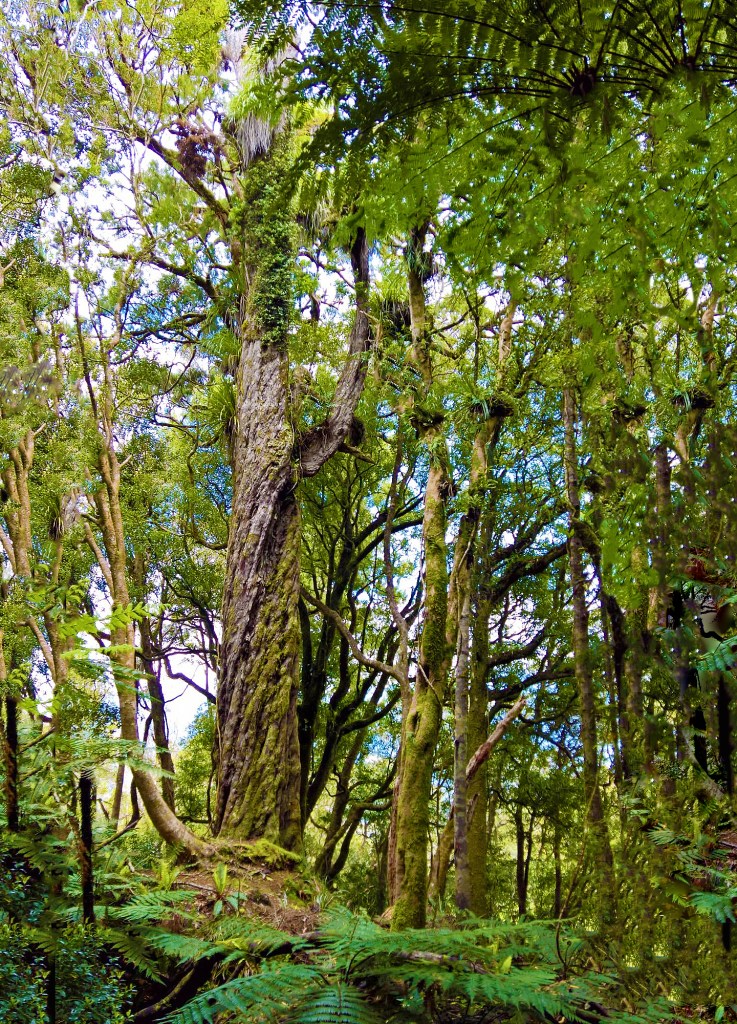 trees in the Hemi Matenga Reserve | Waikanae Watch