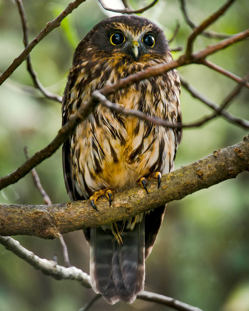 the ruru, a.k.a. morepork | Waikanae Watch
