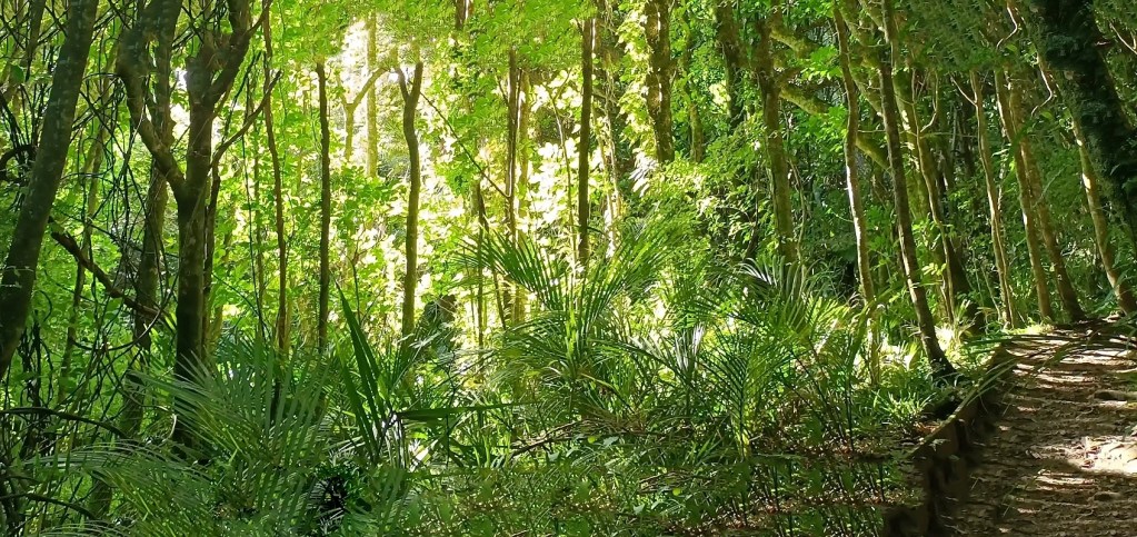 Hemi Matenga Parata track scene | Waikanae Watch