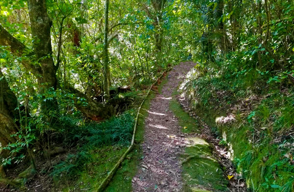 on the Kohekohe track in the Hemi Matenga Reserve | Waikanae Watch