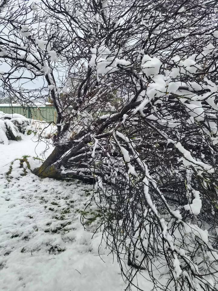 Global boiling: an old prunus tree that got flattened in a snowstorm ...