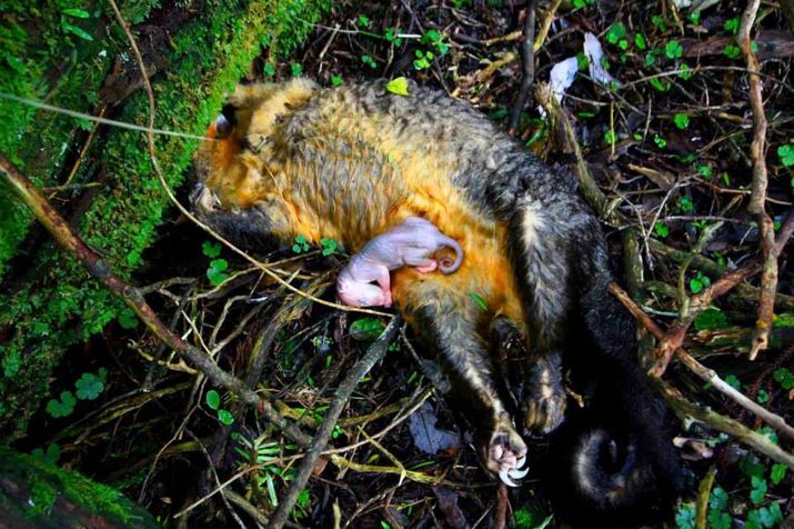 It’s time for an enlightened change from Aerial 1080 Poisoning ...