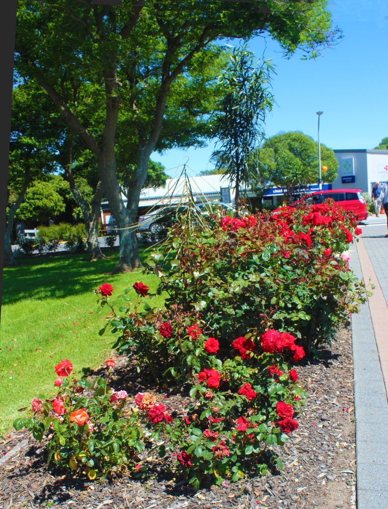 Aputa Place trees and roses | Waikanae Watch
