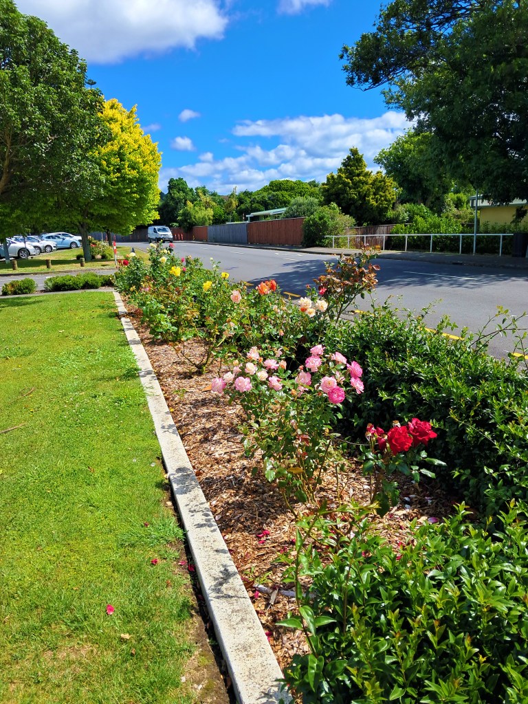 roses in Marae Lane | Waikanae Watch